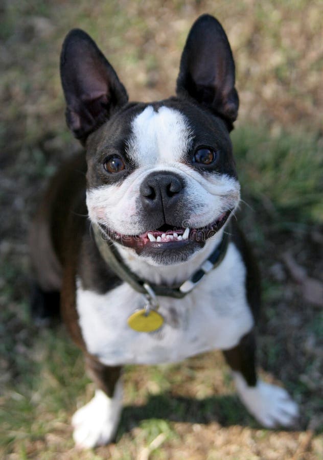 Cute Boston Terrier stock image. Image of dogs, sitting - 4312731
