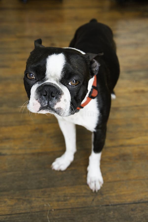 Cute Boston Terrier stock image. Image of terrier, expressive - 101900127