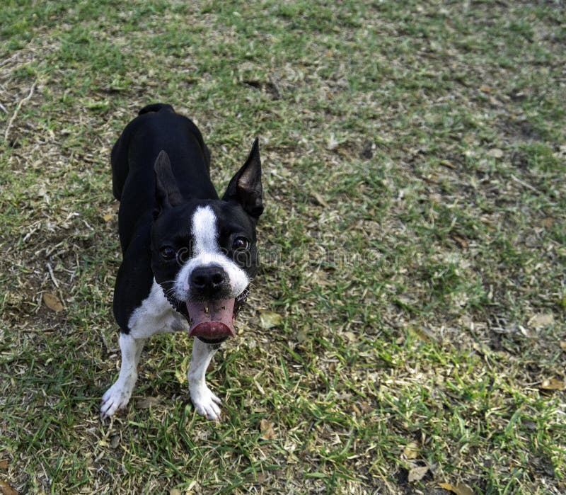 Cute Boston Terrier Puppy on the Grass Stock Image - Image of boston ...