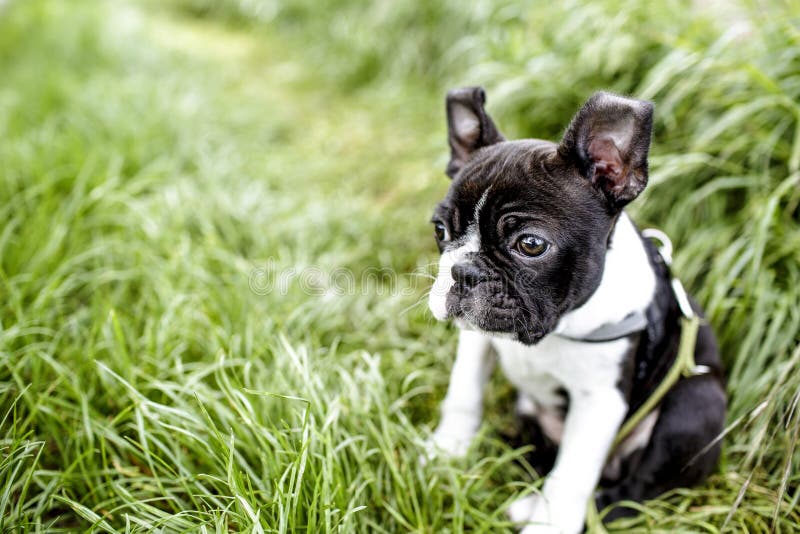 Cute Boston Terrier Puppy in the Grass Stock Image - Image of young ...
