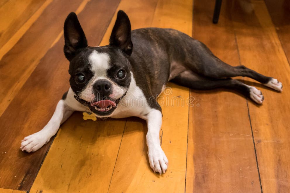 Cute Boston Terrier Smiling at Camera Stock Photo - Image of white ...