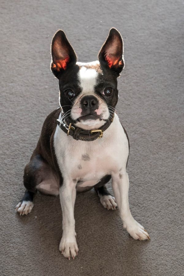 Cute Boston Terrier Smiling Up at Camera Stock Image - Image of ...
