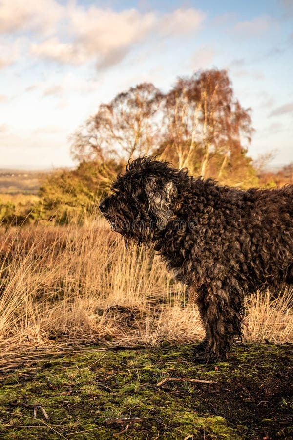 Cute Bouvier Des Flandres on a Nature Walk in Ashdown Forest Stock ...