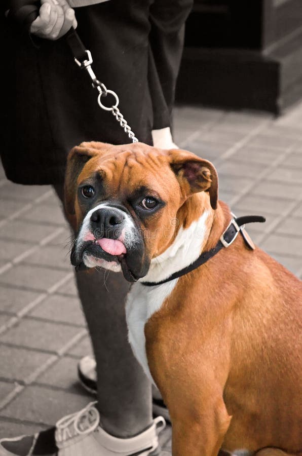 Cute Boxer Picture. Image: 1199083