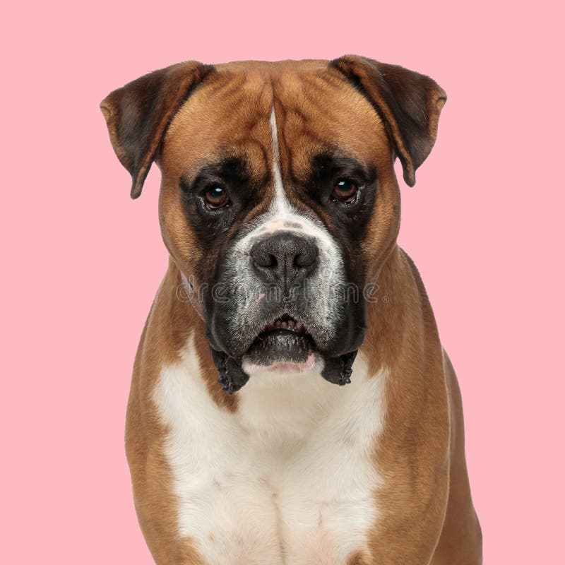 Cute Boxer Dog Sitting on Pink Background and Looking Forward Stock ...