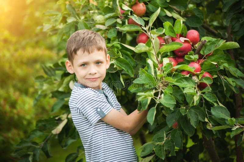 Cute Boy Holds a Branch of an Apple Tree. Large Red Apples on a Branch ...