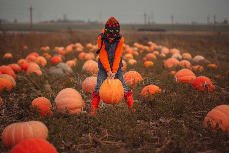 Cute Boy Picking Out a Pumpkin at Pumpkin Field at Fall. Stock Photo ...