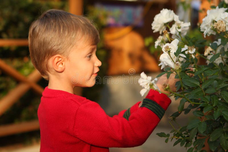 Cute boy picks rose stock photo. Image of rose, portrait - 11701814