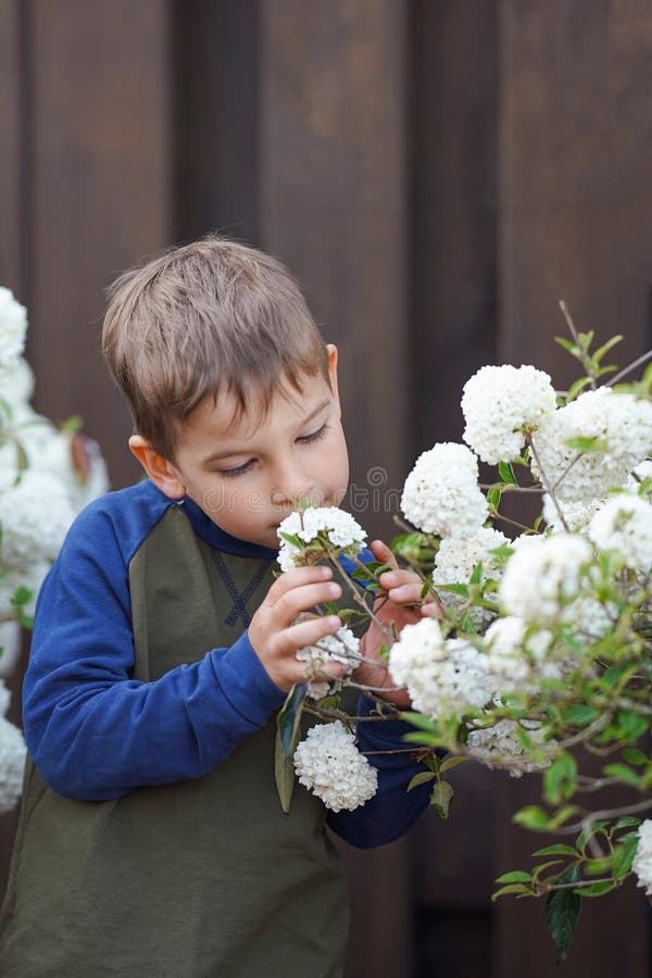 Cute Boy Sniffing Luxurious White Flowers. Stock Photo - Image of ...