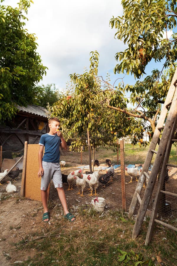 Cute Boy in the Countryside Stock Image - Image of portrait, chickens ...