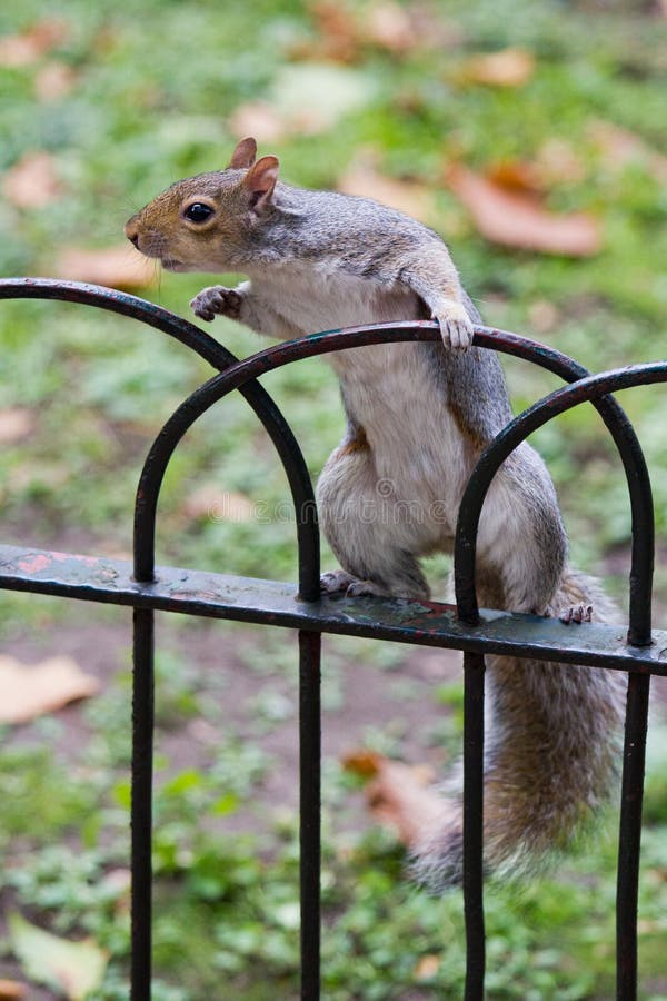 Cute Brave Curious Eastern Gray Squirrel, Sciurus Carolinensis, with ...