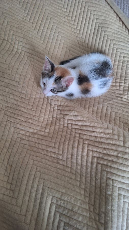 Cute bread of calico kitty stock photo. Image of calico - 386120768