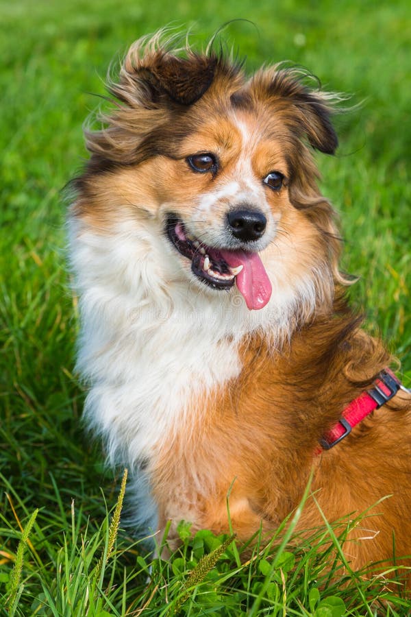 Cute Breed Mix Pet Sits in the Gras Stock Photo - Image of sitting ...