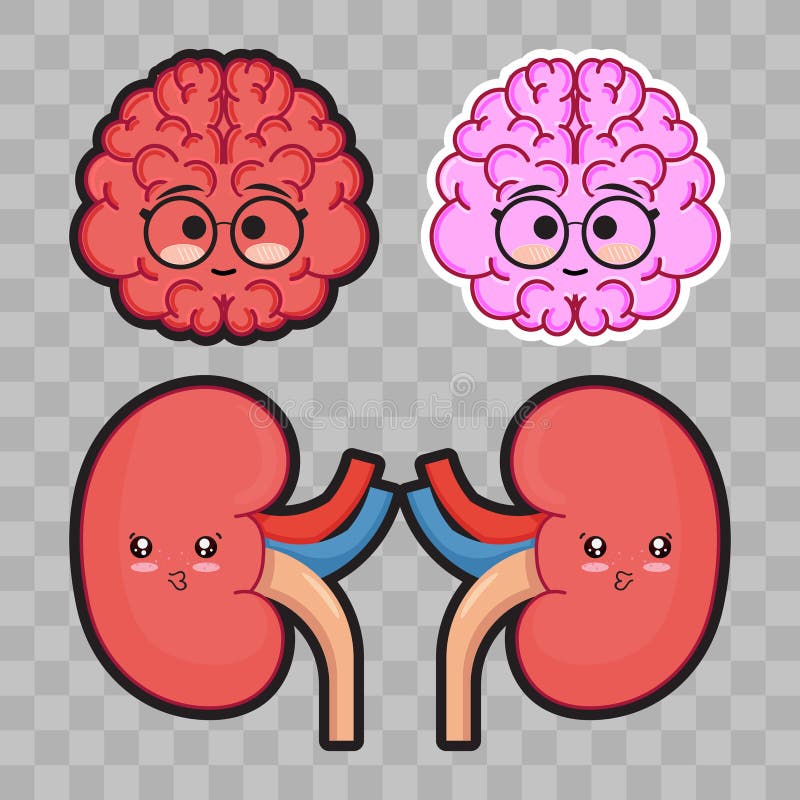 Cute Brian and Kidney Sticker Stock Vector - Illustration of funny ...