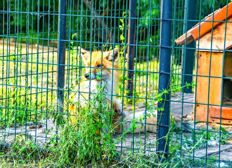 Cute bright fox editorial photography. Image of freedom - 224324612