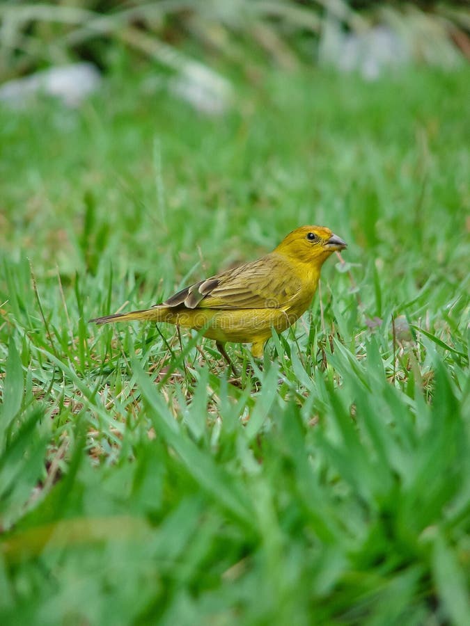 Bright Parakeet Bird Looking for Food in the Grass Stock Photo - Image ...