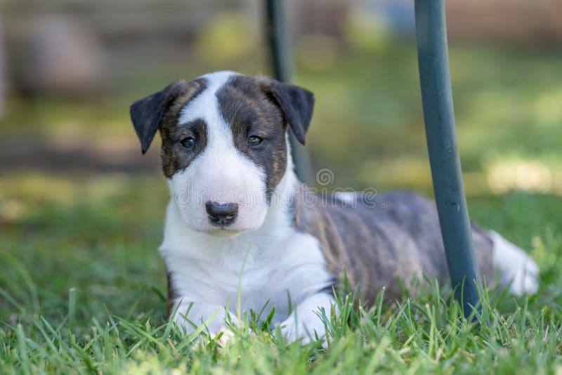 Cute Brindle Bull Terrier Puppy Looking at the Camera Stock Photo ...