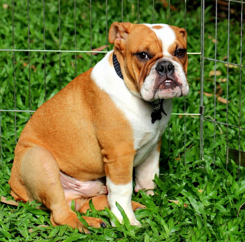 Cute British bull dog stock photo. Image of bulldog, animal - 30337198