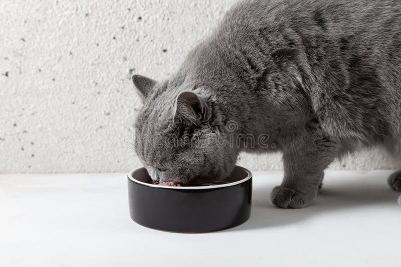 Cute British Cat Eats Food from a Ceramic Bowl. Pet Food. Side View ...