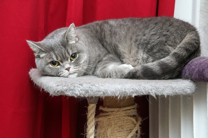 Cute Grumpy British Cat is Relaxing on a Scrapper Stock Photo - Image ...