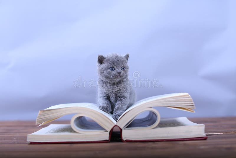 Cute kitten reading stock photo. Image of story, page - 101955856