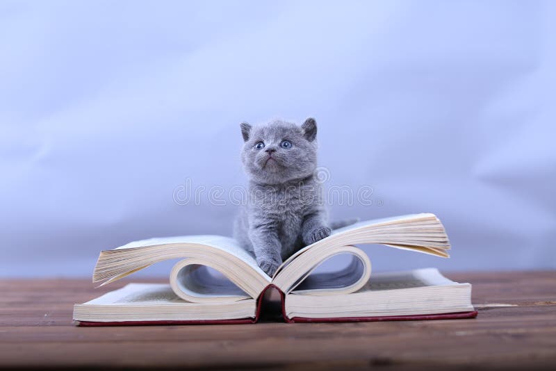 Cute kitten reading stock image. Image of pages, lovely - 101955893