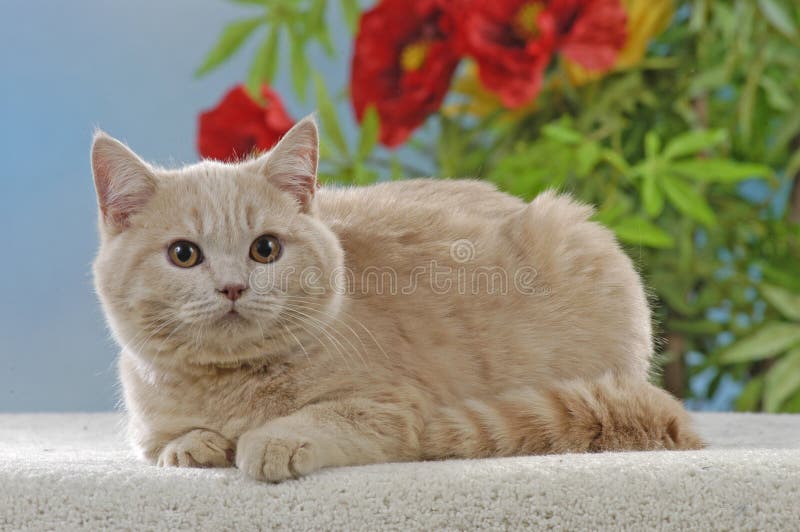 Cute British Shorthair Cat Cream Color Stock Image - Image of green ...