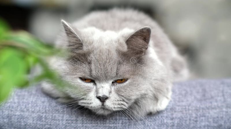 Cute British Shorthair Cat on Grey Background Stock Footage - Video of ...