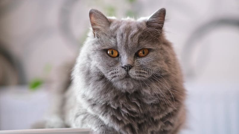 Cute British Shorthair Cat on Grey Background Stock Footage - Video of ...