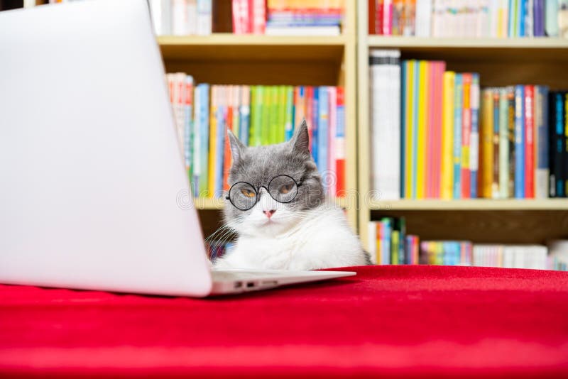A Cute British Shorthair Cat Using Laptop with Books Shelf on Back ...