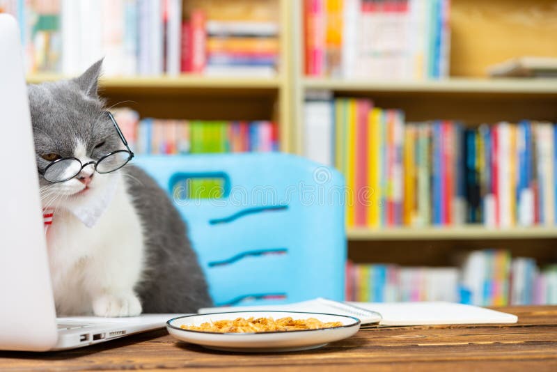 A Cute British Shorthair Cat Using Laptop with Books Shelf on Back ...