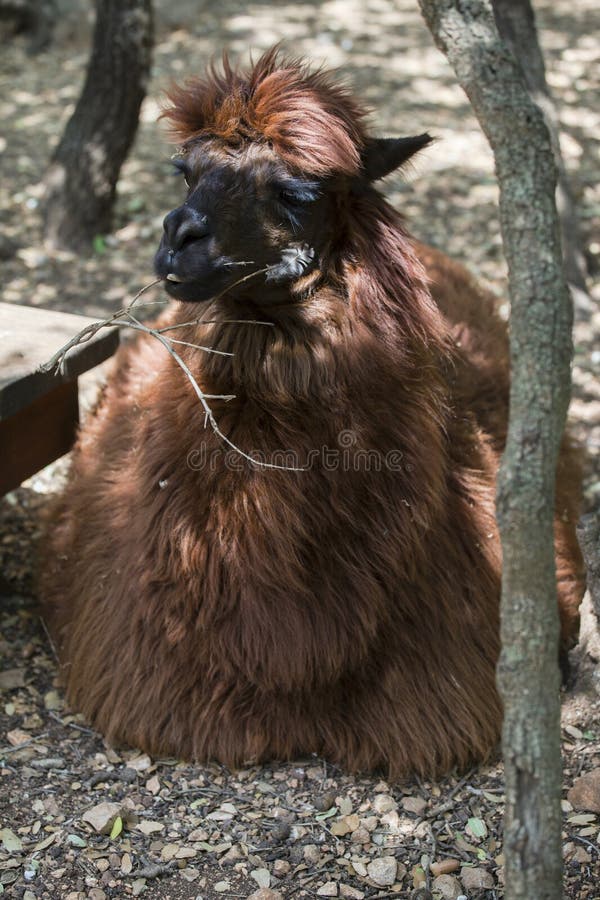 Cute Brown Alpaca with a Twig in the Monkey Forest Stock Image - Image ...