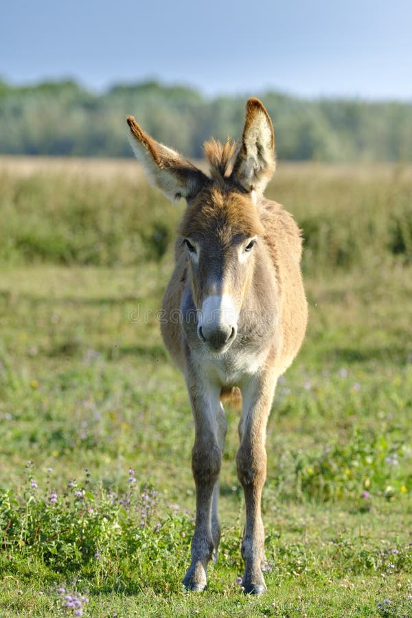 Brown Baby Donkey on the Meadow Stock Photo - Image of countryside ...