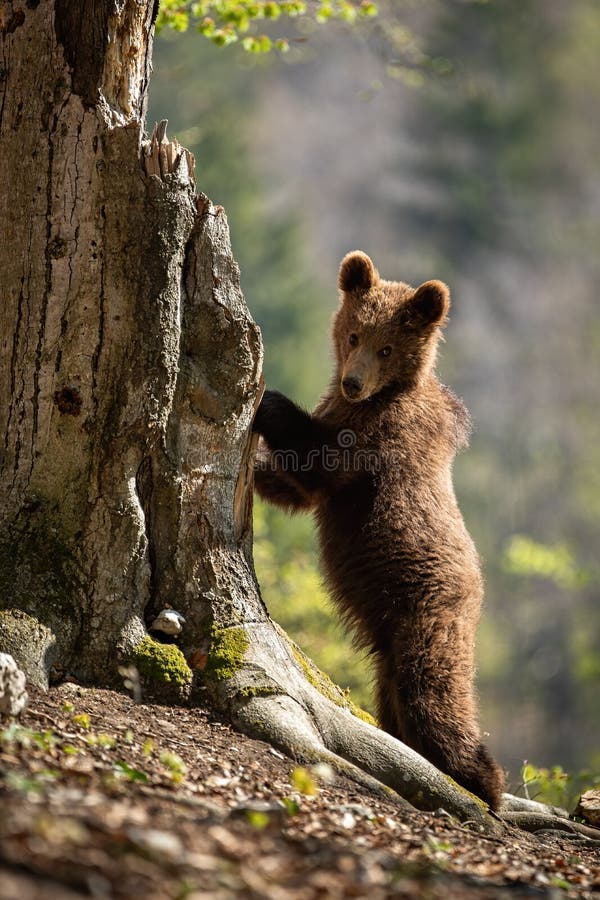 Cute Brown Bear Climbing a Tree and Looking into Camera in Spring ...