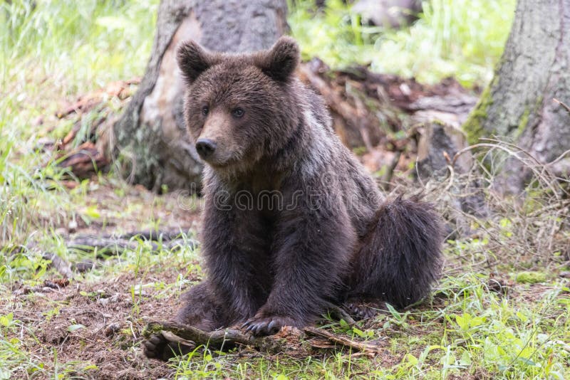 Cute Brown Bear in the Forest Sitting on the Ground on Its but Stock ...