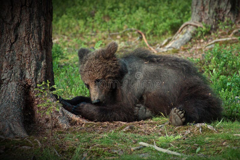 Cute Brown Bear Stretching Next To a Tree in a Forest in Finland Stock ...