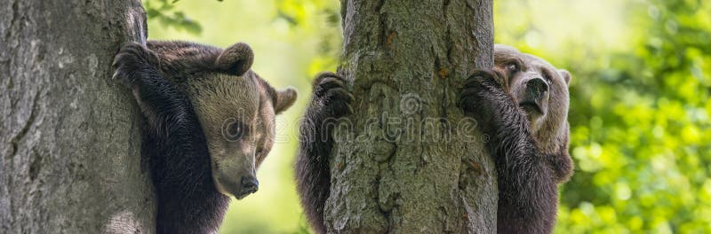 Cute brown bear on a tree stock image. Image of nature - 305587607