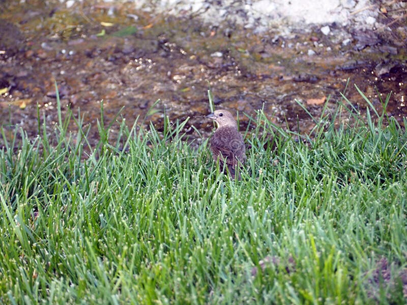 Cute Brown Bird Looking Back Surrounded by Trees in a Park Stock Photo ...