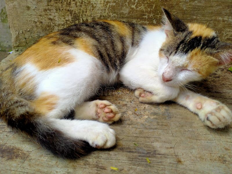 Cute Brown,black and White Cat in Sleeping Pose Stock Image - Image of ...
