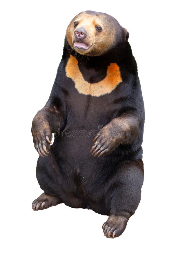 A Cute Brown and Black Young Malayan Sun Bear Stock Image - Image of ...