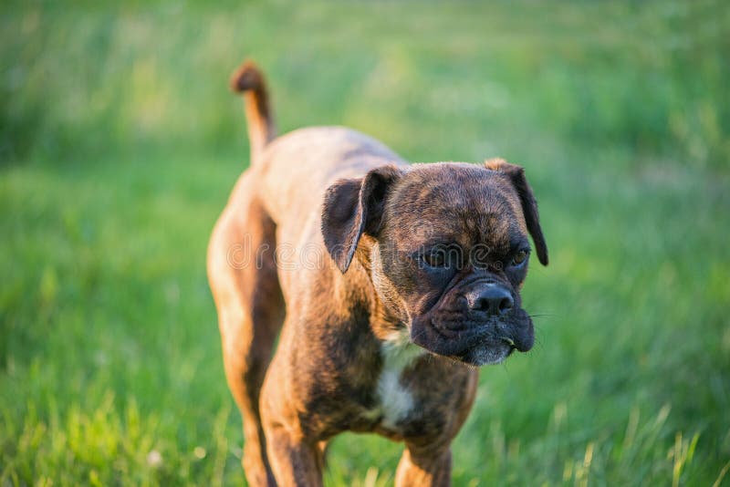 Cute Brown Boxer Dog with a Meadow in the Background Stock Photo ...