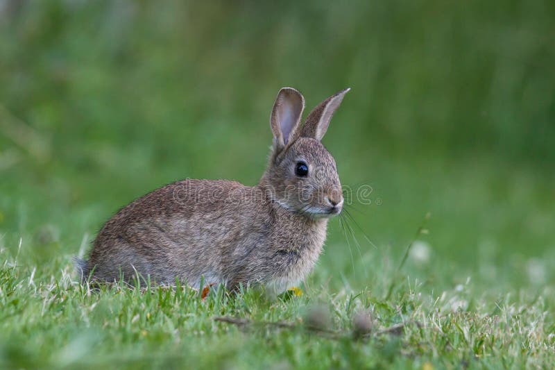 Cute Brown Bunny Nestling in a Lush Green Field Stock Image - Image of ...