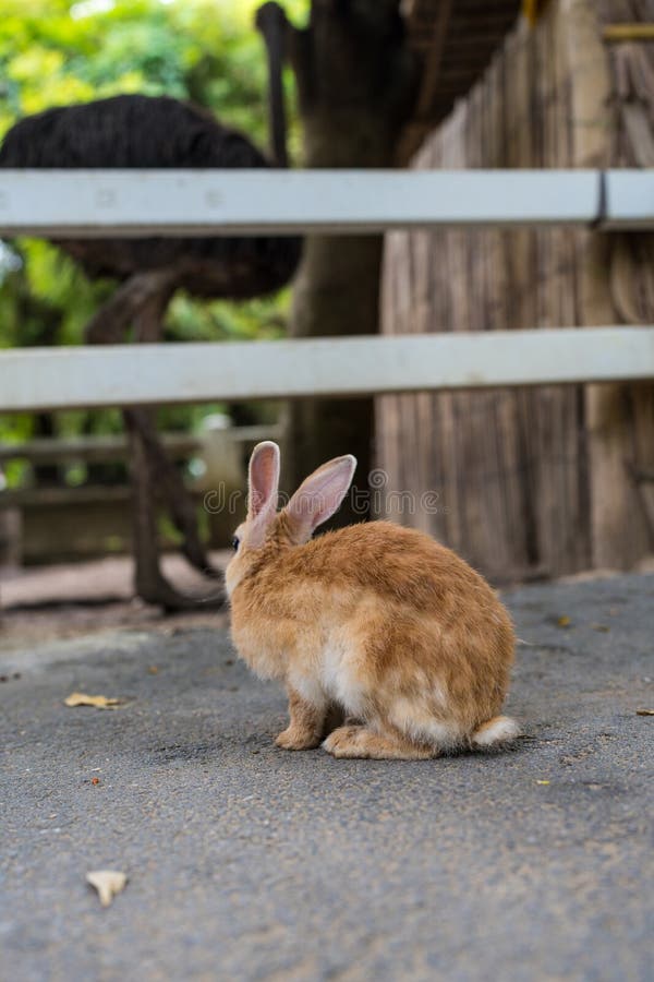 Cute brown bunny rabbit stock photo. Image of standing - 346809916