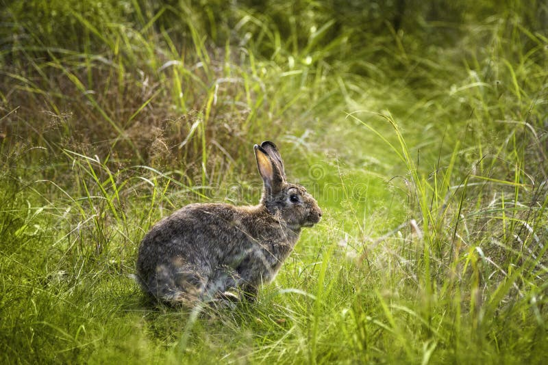 Cute brown bunny stock photo. Image of farm, spring - 357759560