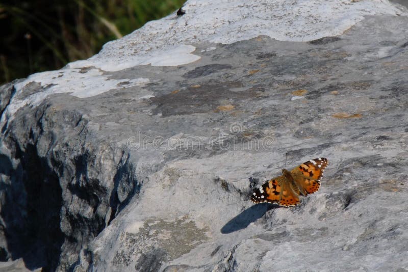 Cute Brown Butterfly on a Large Stone in Closeup Stock Image - Image of ...