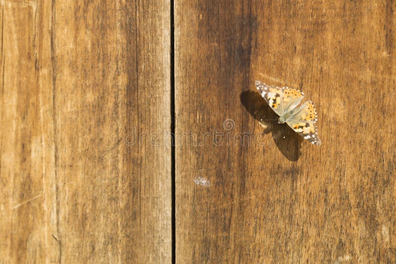 Cute Brown Butterfly On A Wooden Vintage Background. Old Wood Planks ... Cute Brown Butterfly On A Wooden Vintage Background. Old Wood Planks ...