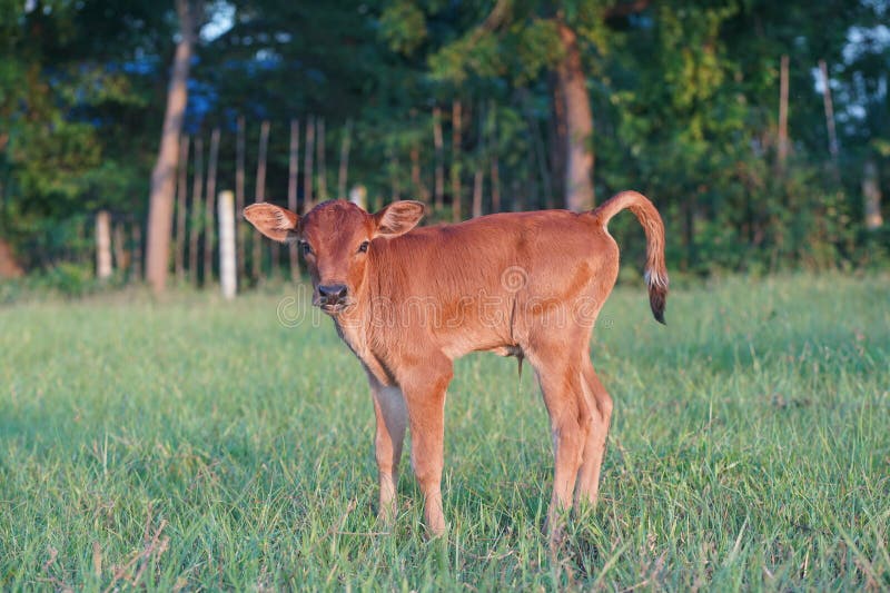 A Cute Brown Calf Standing on the Grass Field Looking at the Camera ...