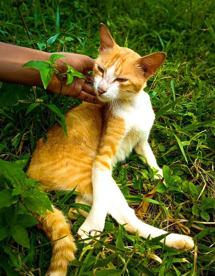 Cute Brown Cat Lying between the Grasses Stock Image - Image of outdoor ...