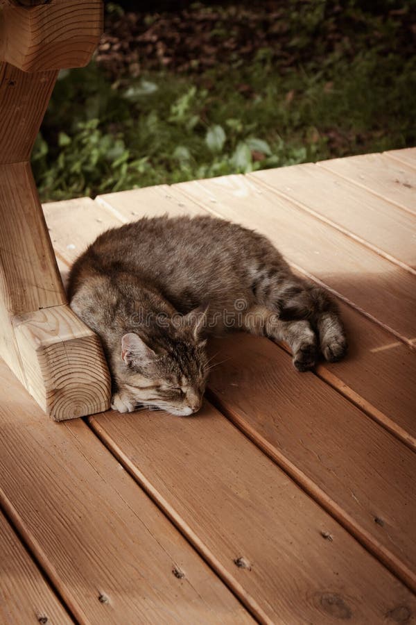 Cute Brown Cat Sleeping on Wooden Floor Outside. Stock Image - Image of ...
