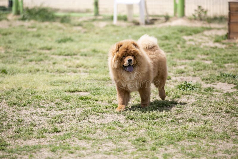Cute Brown Chow Chow in the Park Stock Image - Image of chow, sitting ...